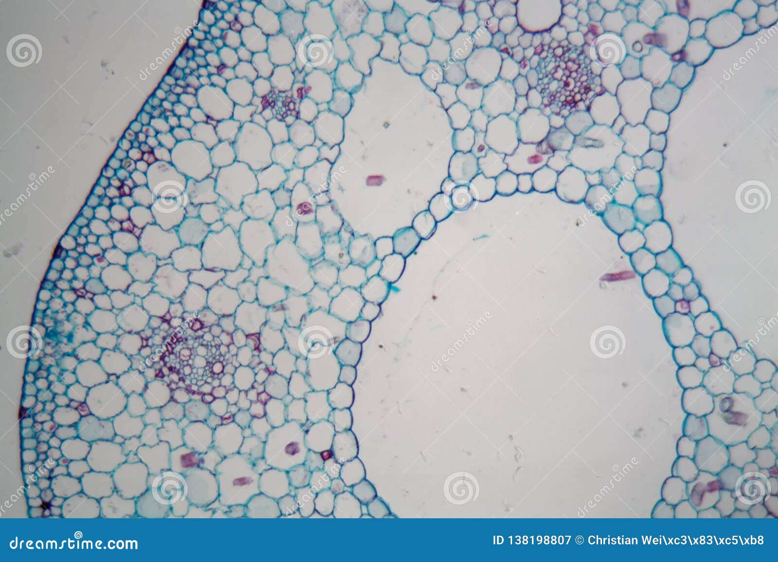 Water Lily Nymphaea Stem Under the Microscope Stock Image - Image of ...