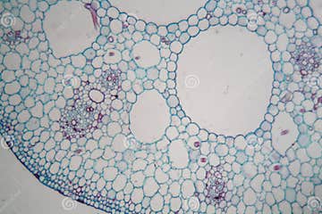 Water Lily Nymphaea Stem Under the Microscope Stock Image - Image of ...