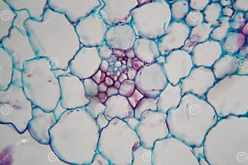 Water Lily Nymphaea Stem Under the Microscope Stock Photo - Image of ...