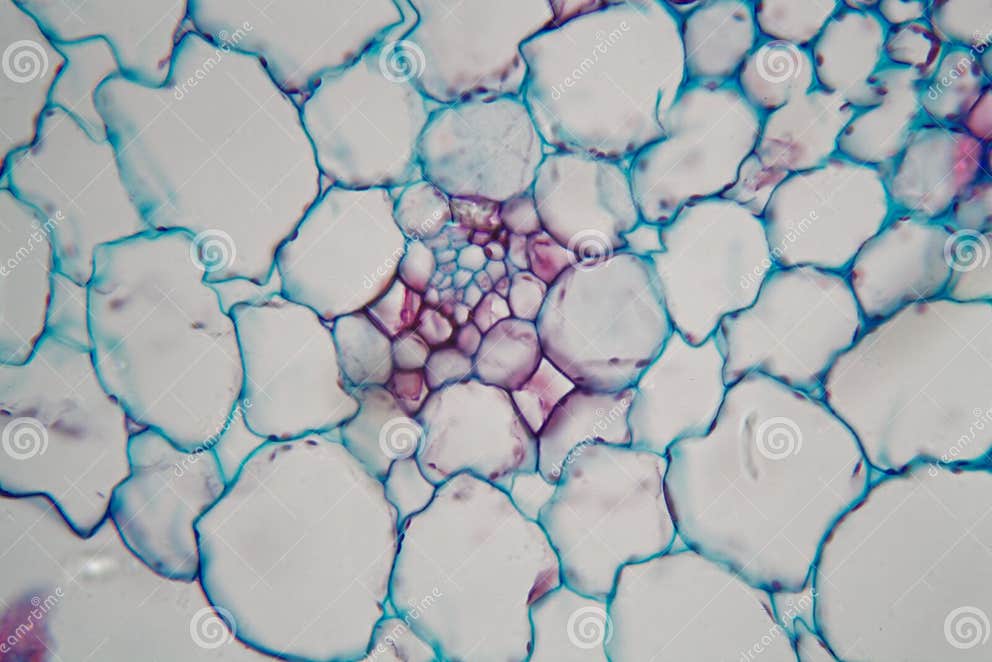 Water Lily Nymphaea Stem Under the Microscope Stock Photo - Image of ...
