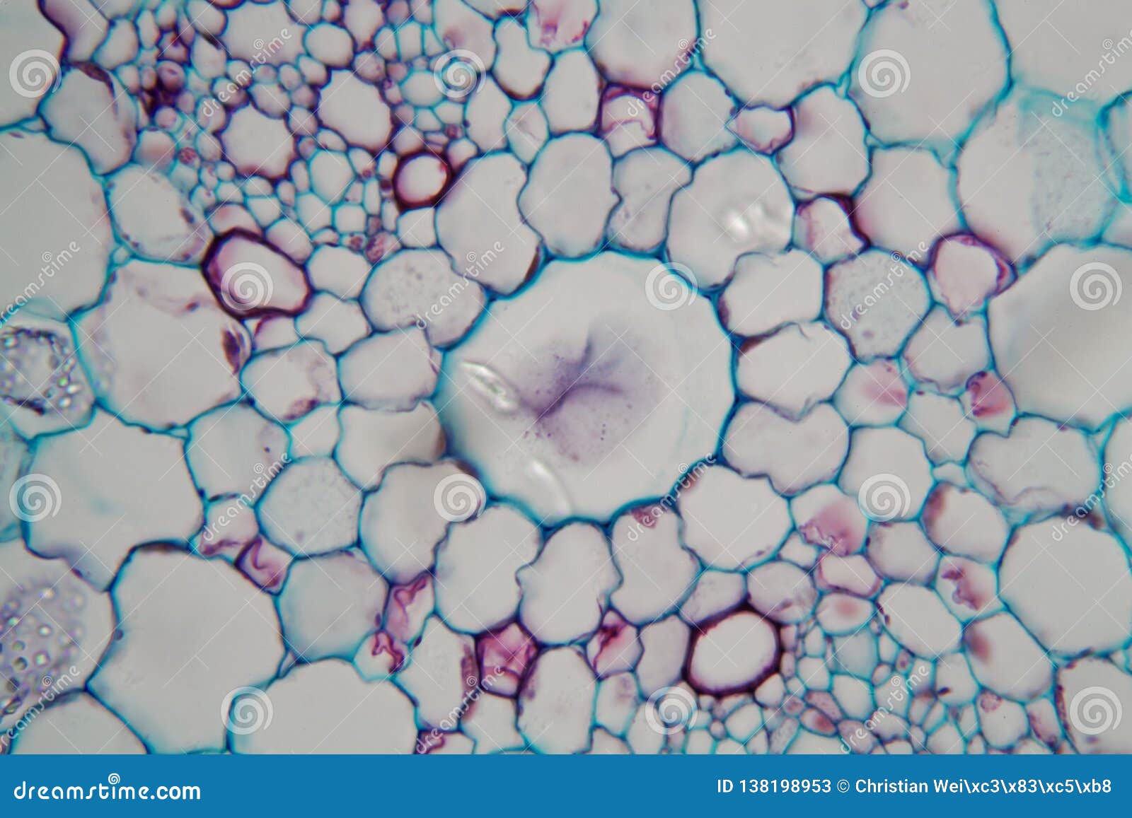 Water Lily Nymphaea Stem Under the Microscope Stock Image - Image of ...
