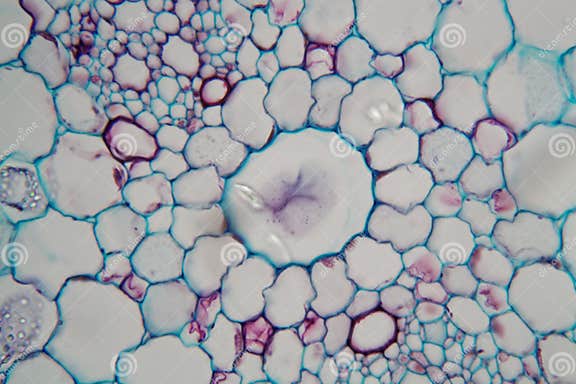 Water Lily Nymphaea Stem Under the Microscope Stock Image - Image of ...
