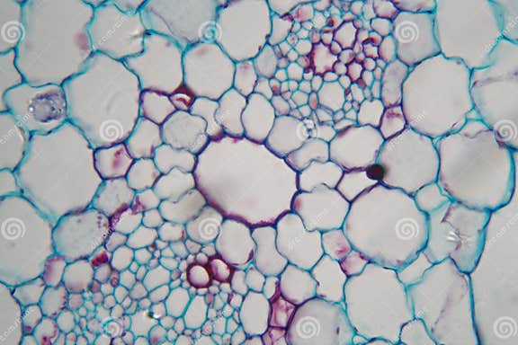 Water Lily Nymphaea Stem Under the Microscope Stock Image - Image of ...