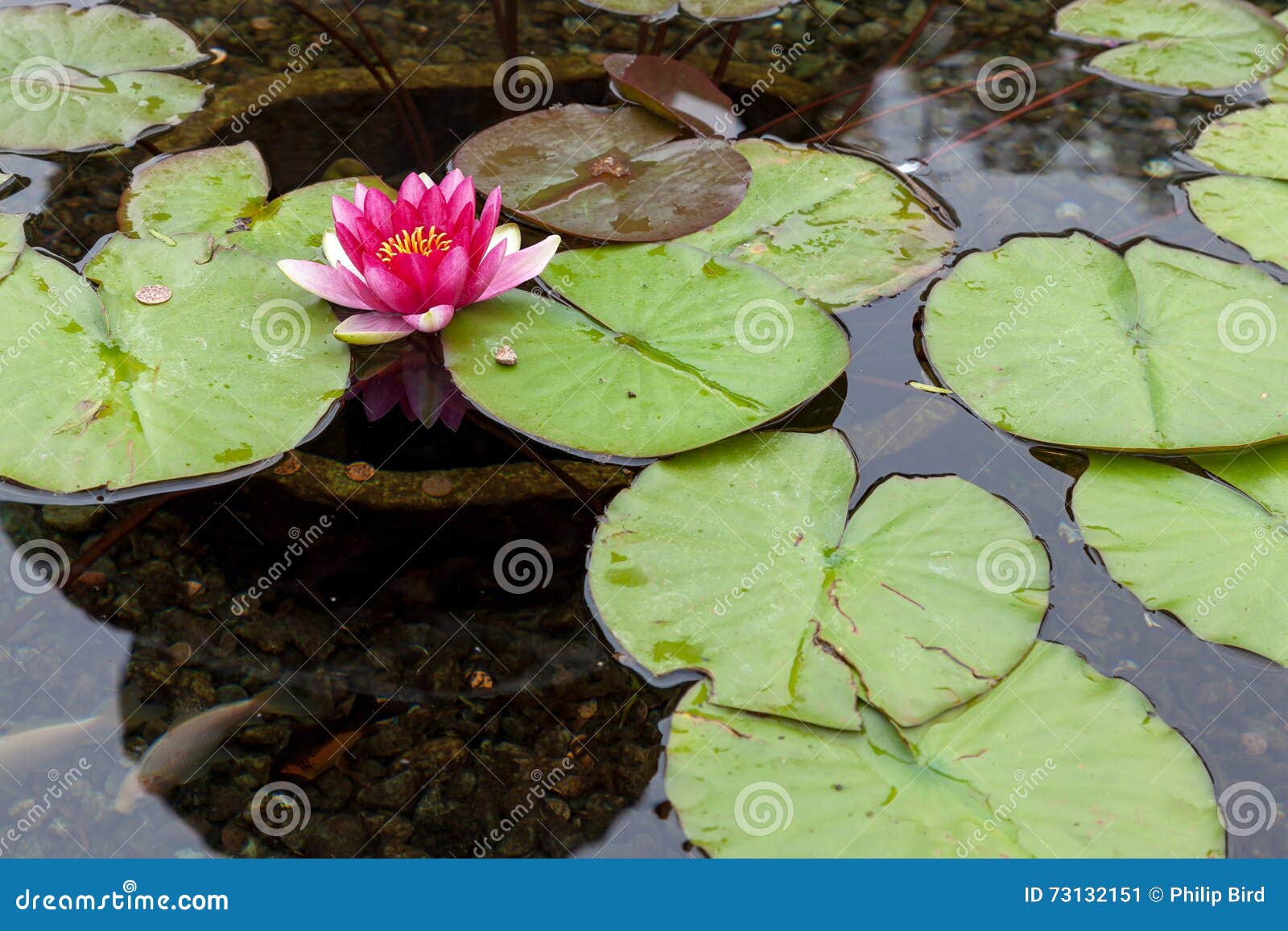 Water Lily (nymphaeaceae) stock image. Image of flower - 73132151