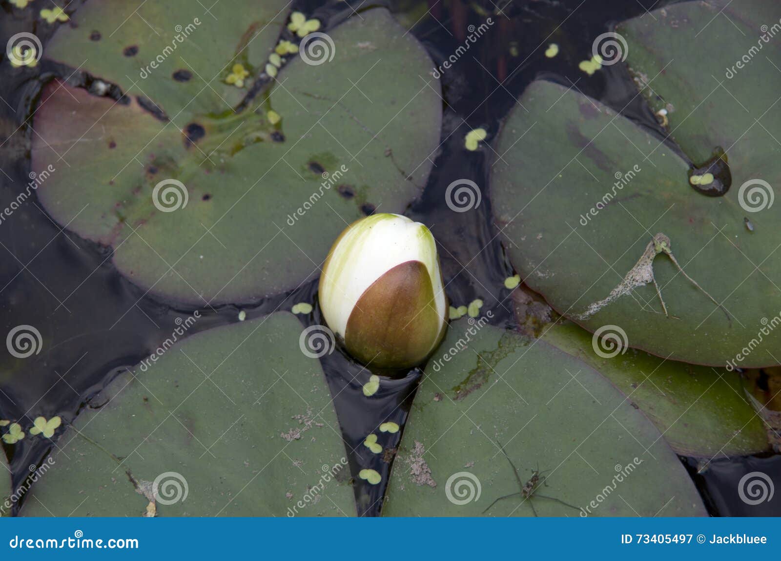 Water lily pad flower stock image. Image of lily, white - 73405497