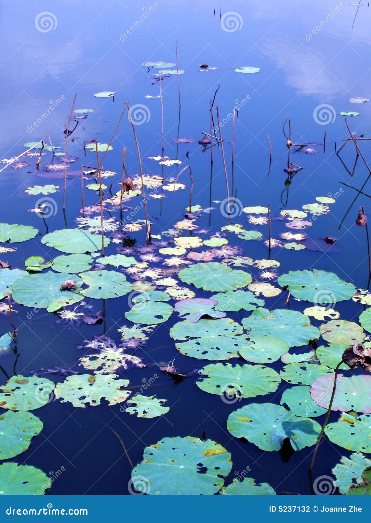 Water lily pads in autumn stock photo. Image of lotuses - 5237132