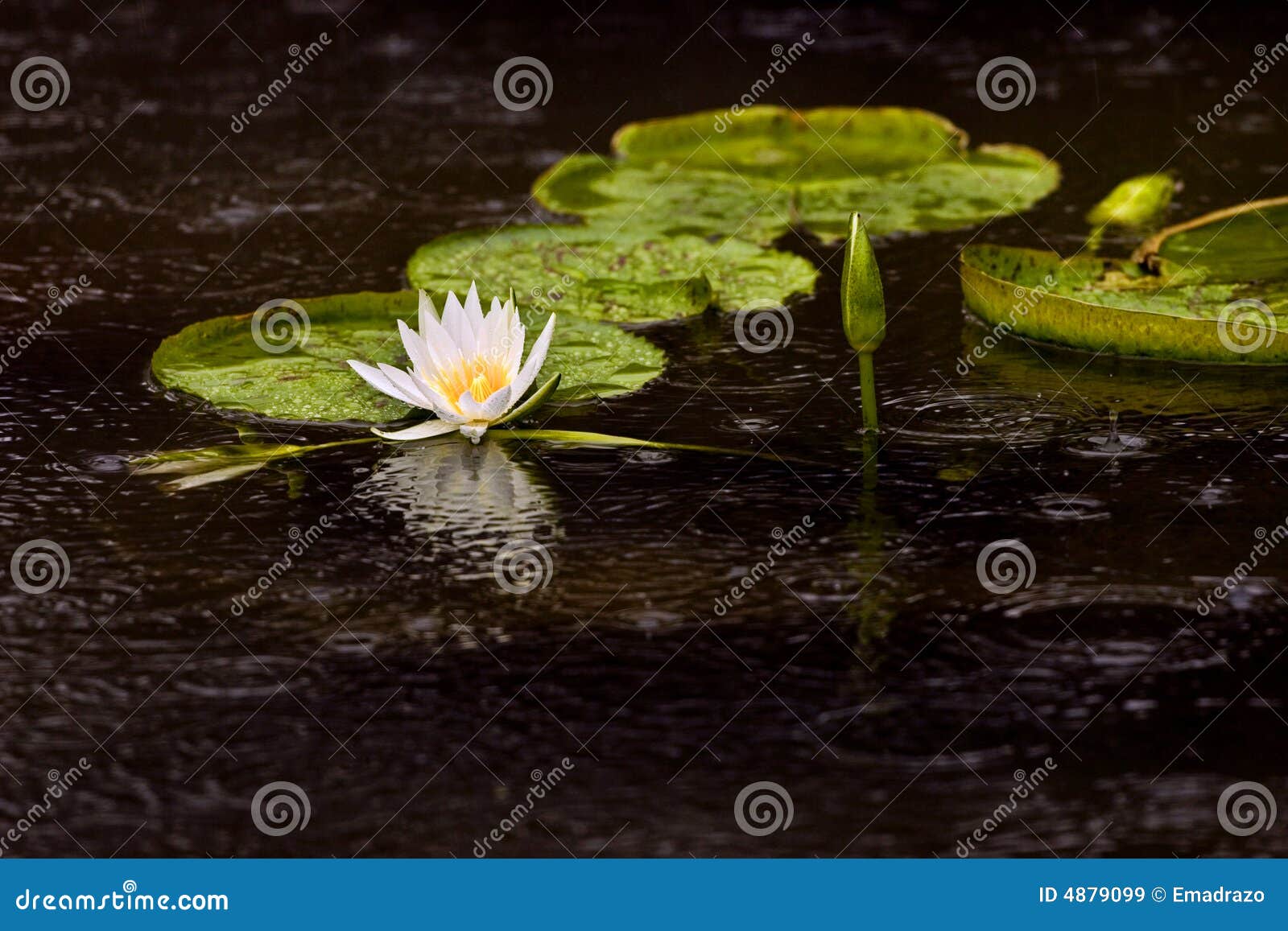 Water Lily Pads & Flower Stock Image - Image of natural, lilypad: 4879099