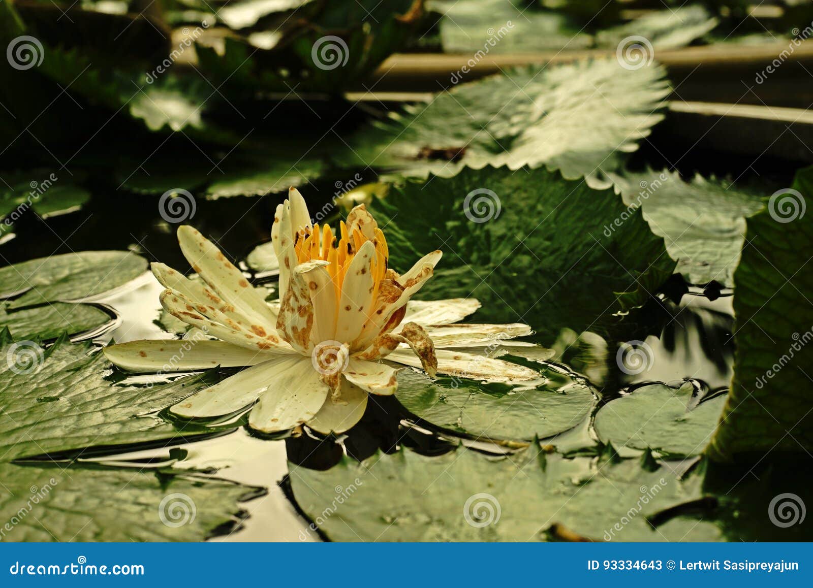 Water lily plants disorder stock image. Image of lotus - 93334643