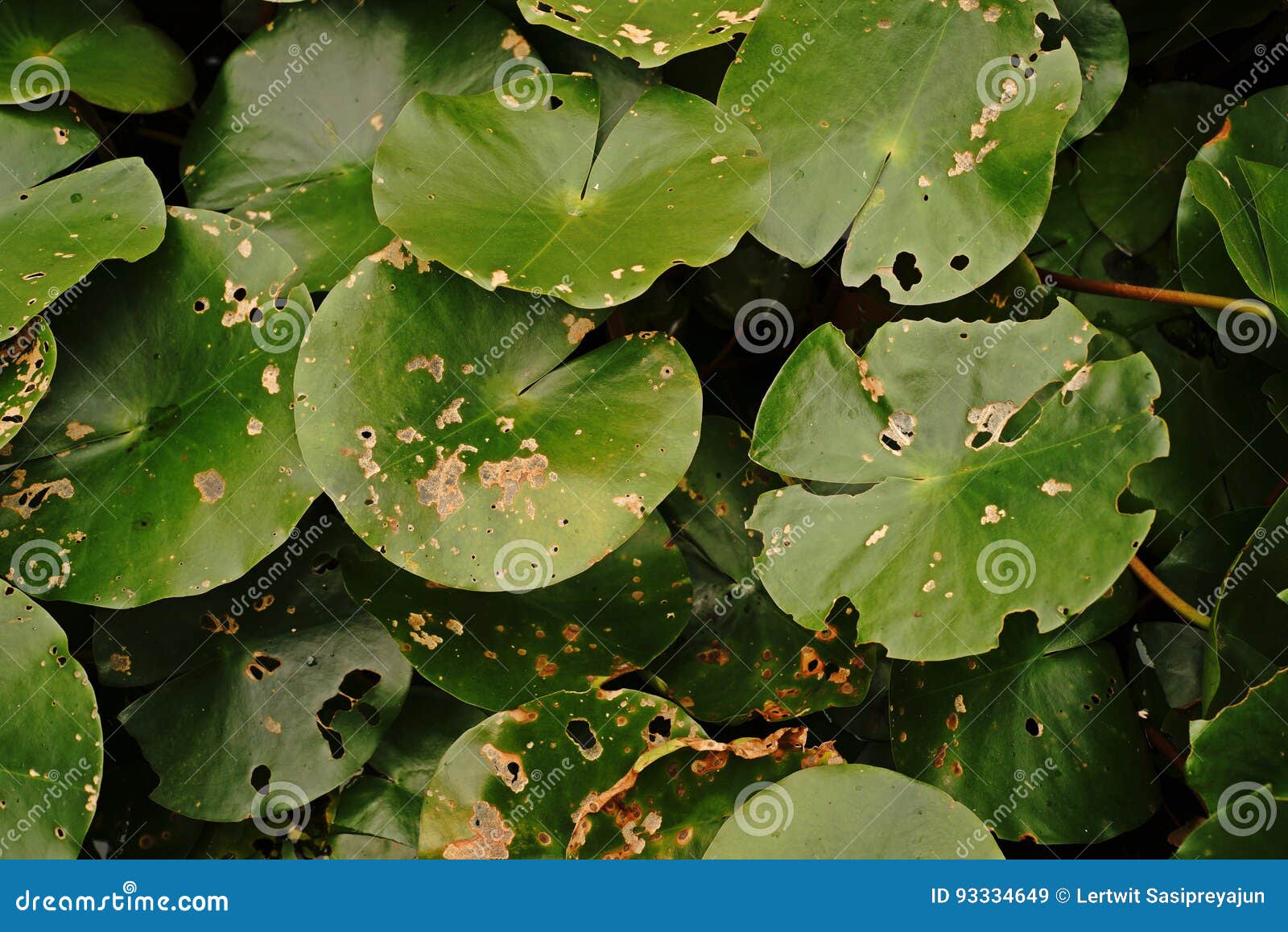 Water lily plants stock image. Image of water, outdoor - 93334649