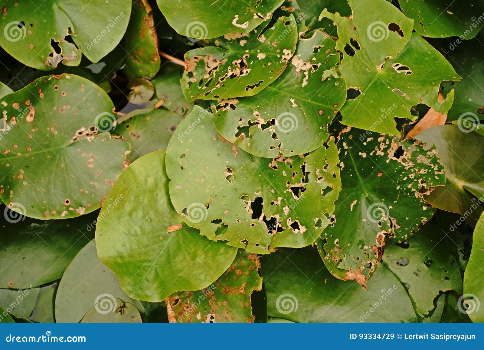 Water lily plants stock image. Image of outdoor, plants - 93334729