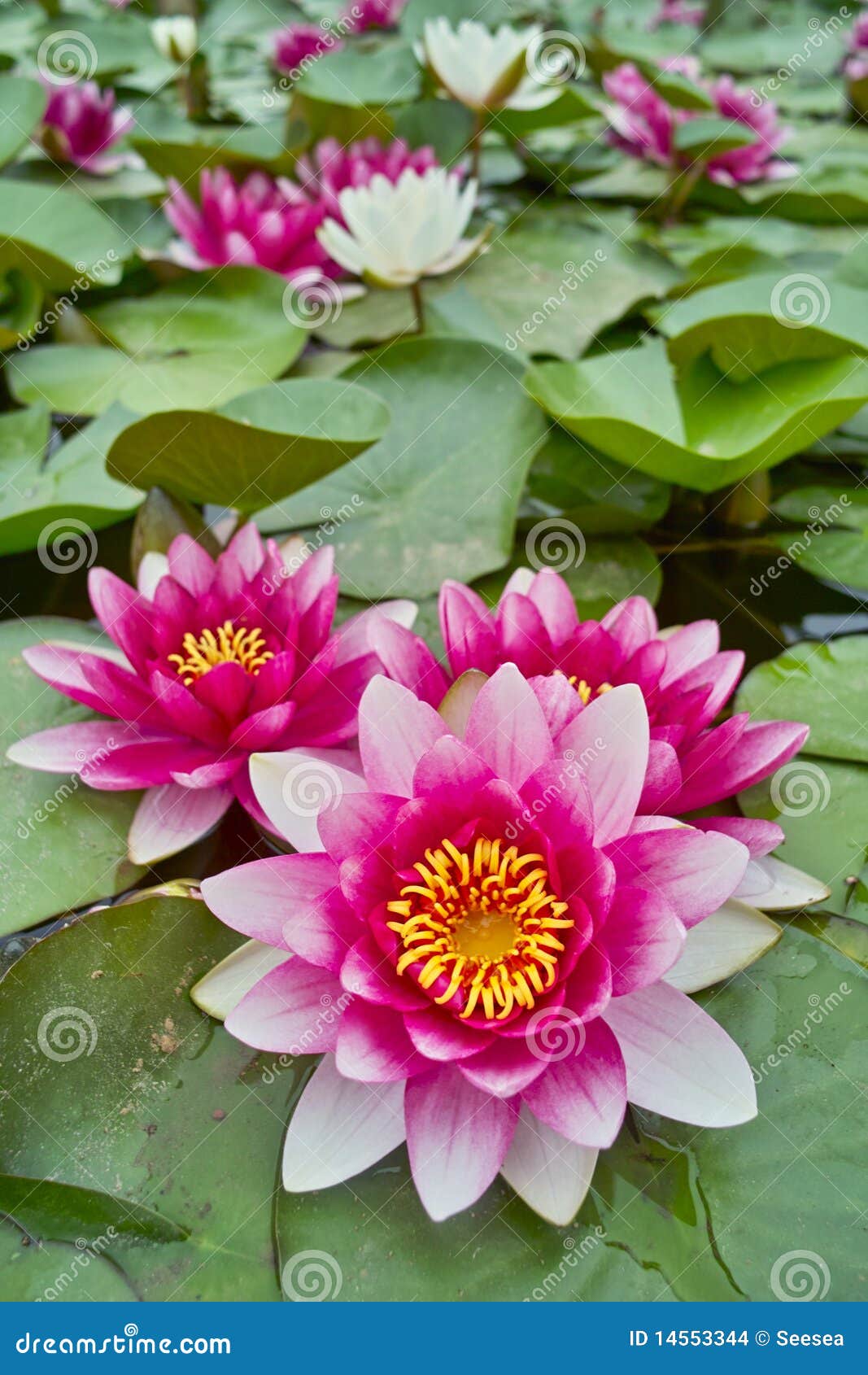Water lily pond stock photo. Image of lotus, lily, summer - 14553344