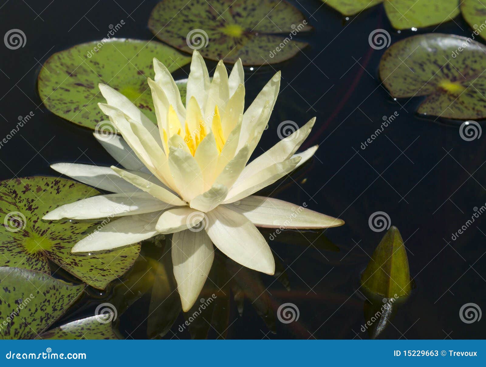 Water lily in a pond stock image. Image of lily, pool - 15229663