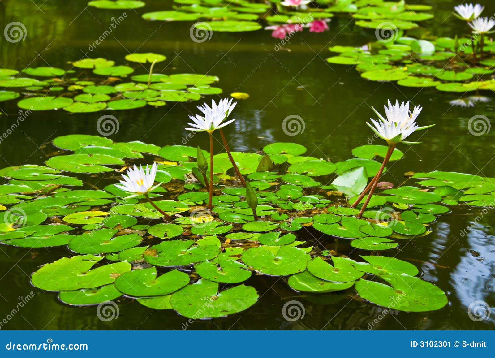 Water-lily in pond stock image. Image of exoticism, flora - 3102301