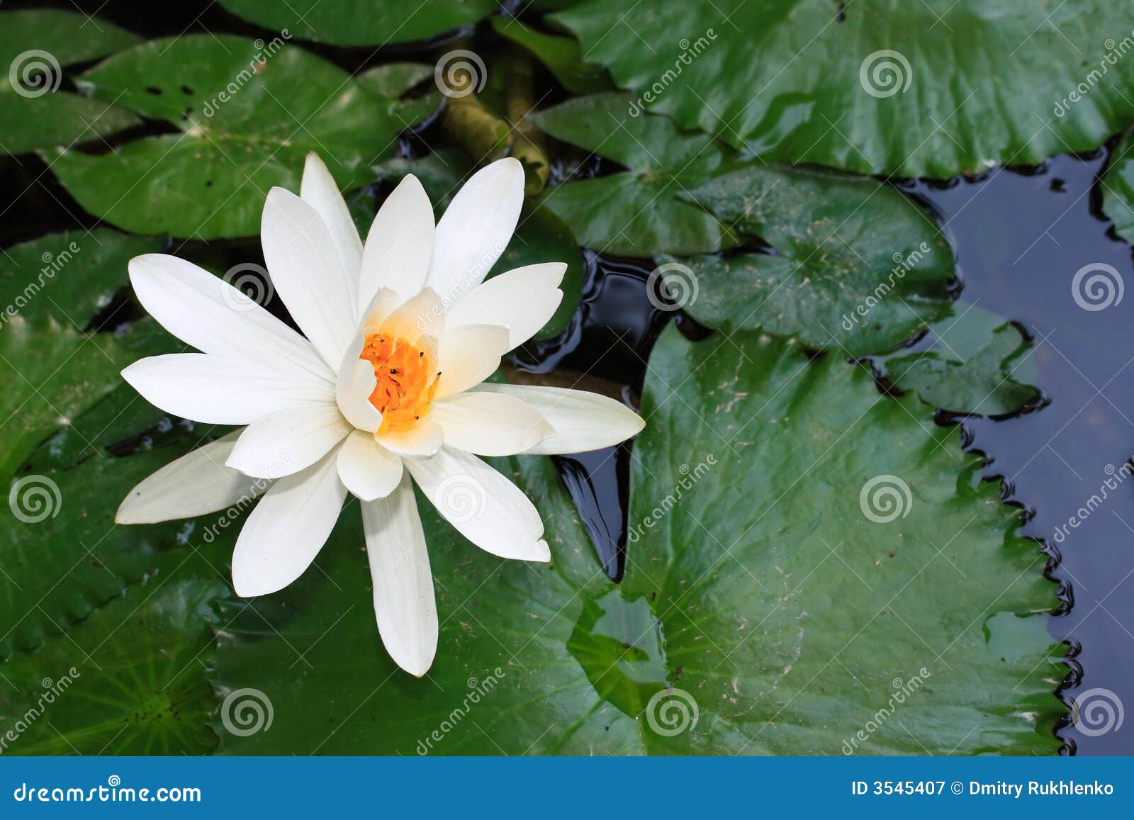 Water lily in pond stock image. Image of green, lake, tropical - 3545407