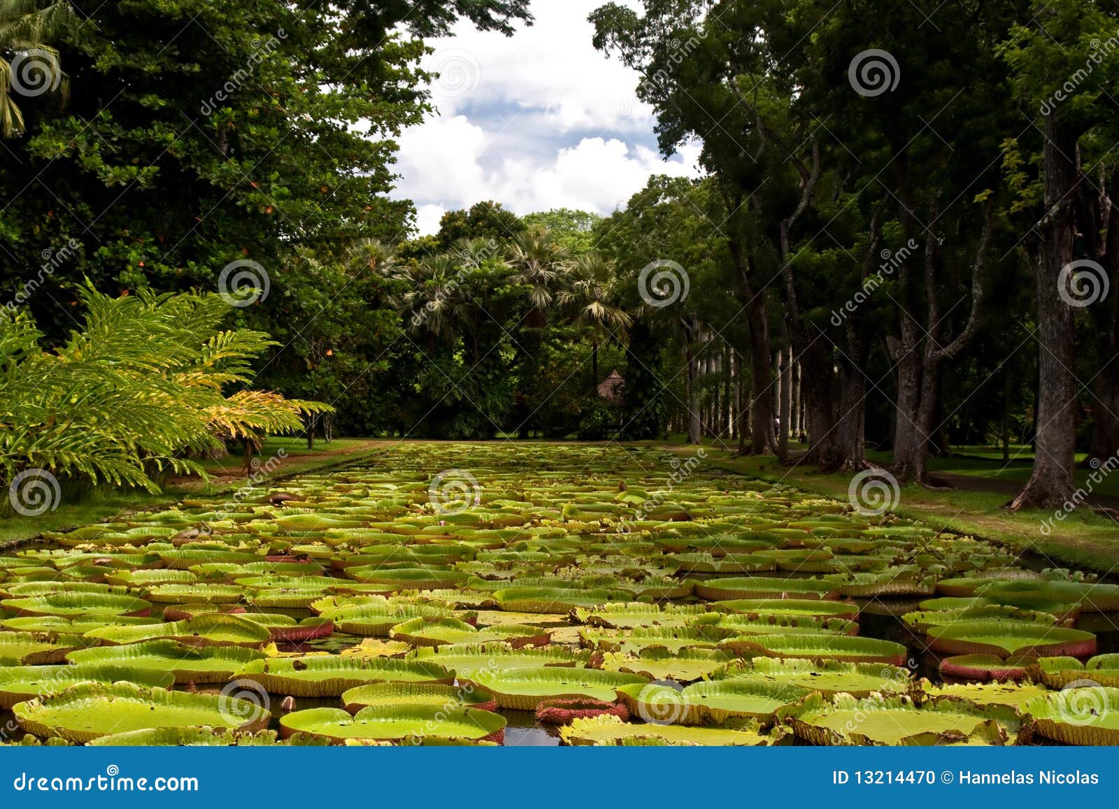 Water Lily Pool stock photo. Image of garden, nenuphar - 13214470