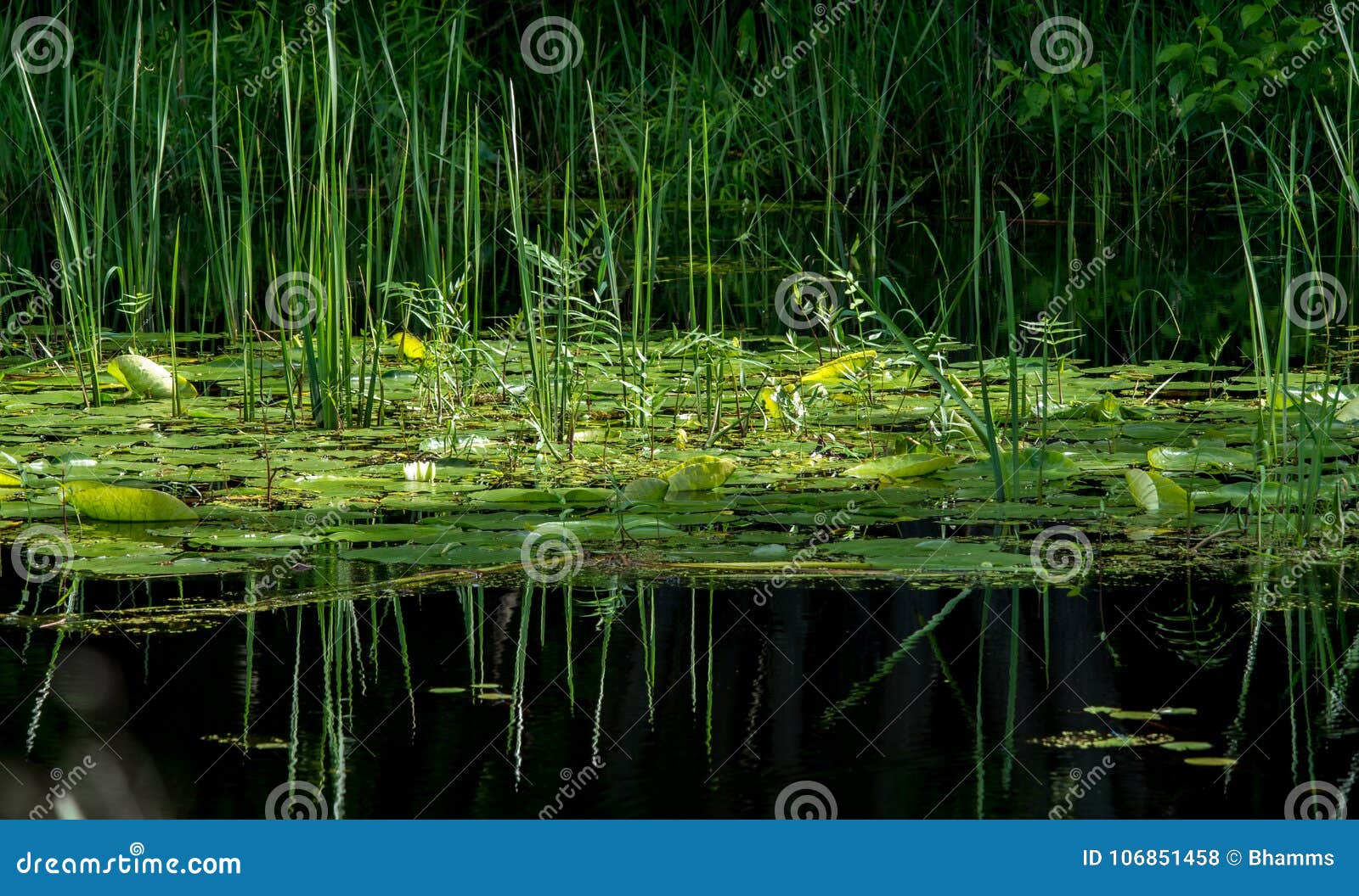 Water Lily and Reeds with Reflections Stock Photo - Image of american ...