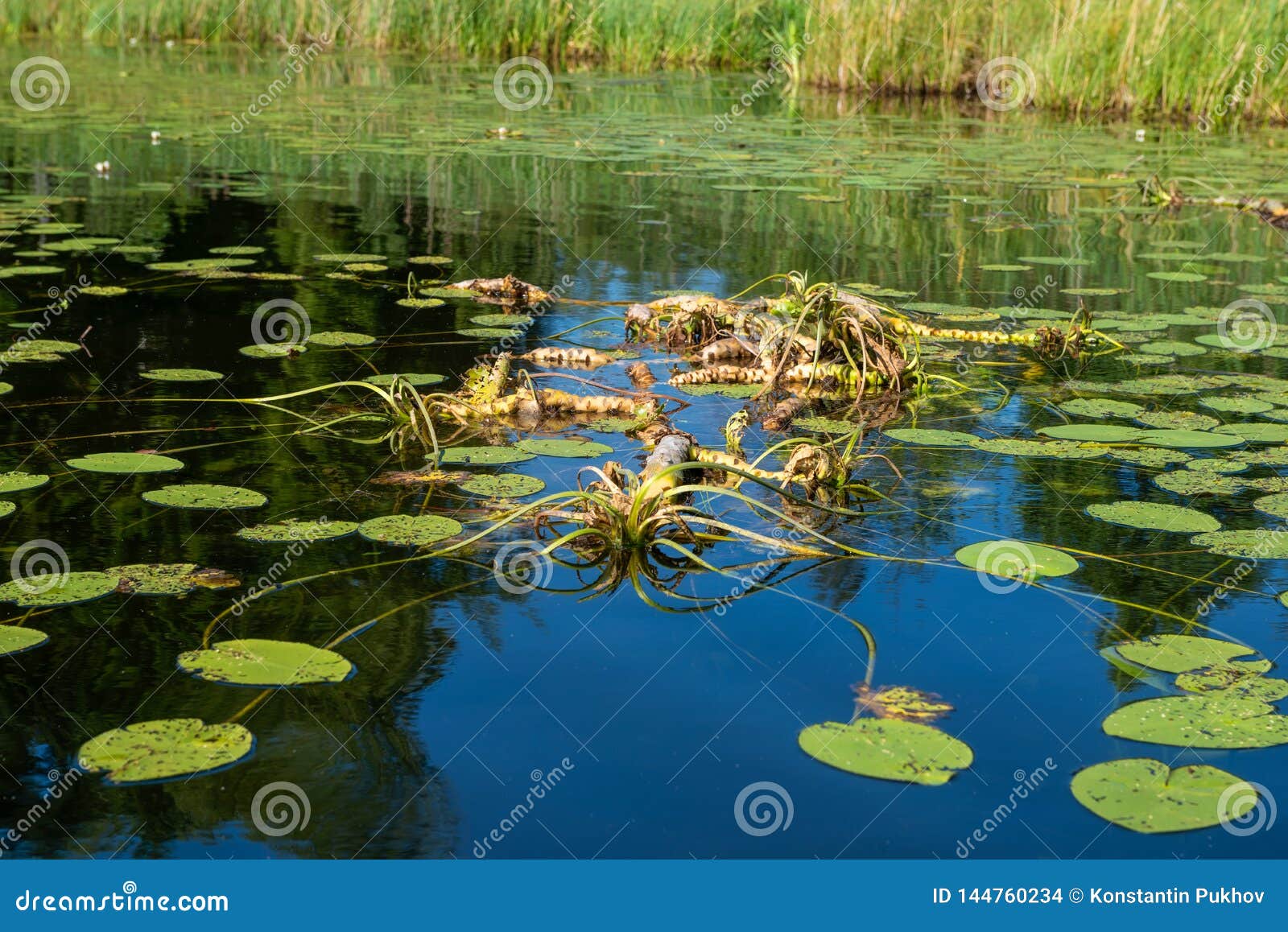 Water lily roots surface stock photo. Image of nature - 144760234