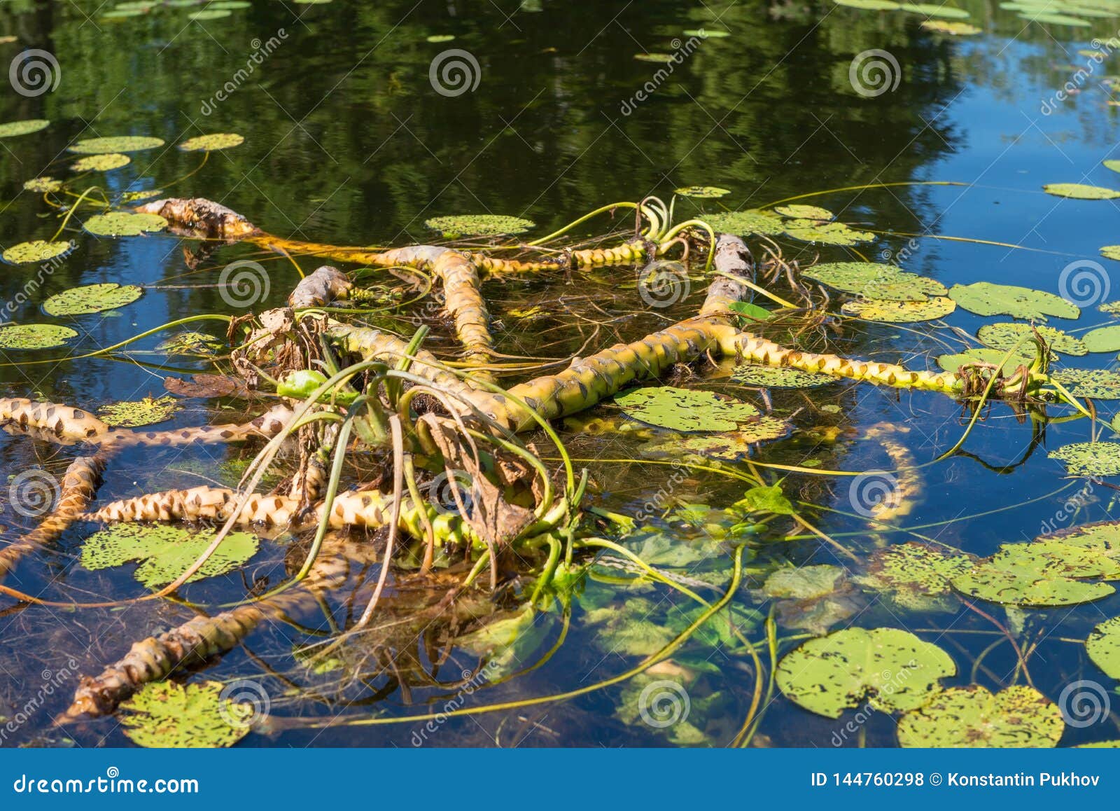 Tree root pattern stock photo. Image of grass, background - 144760298