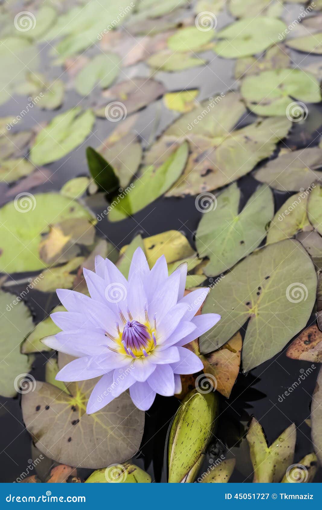 The water lily stock image. Image of natural, black, drops - 45051727
