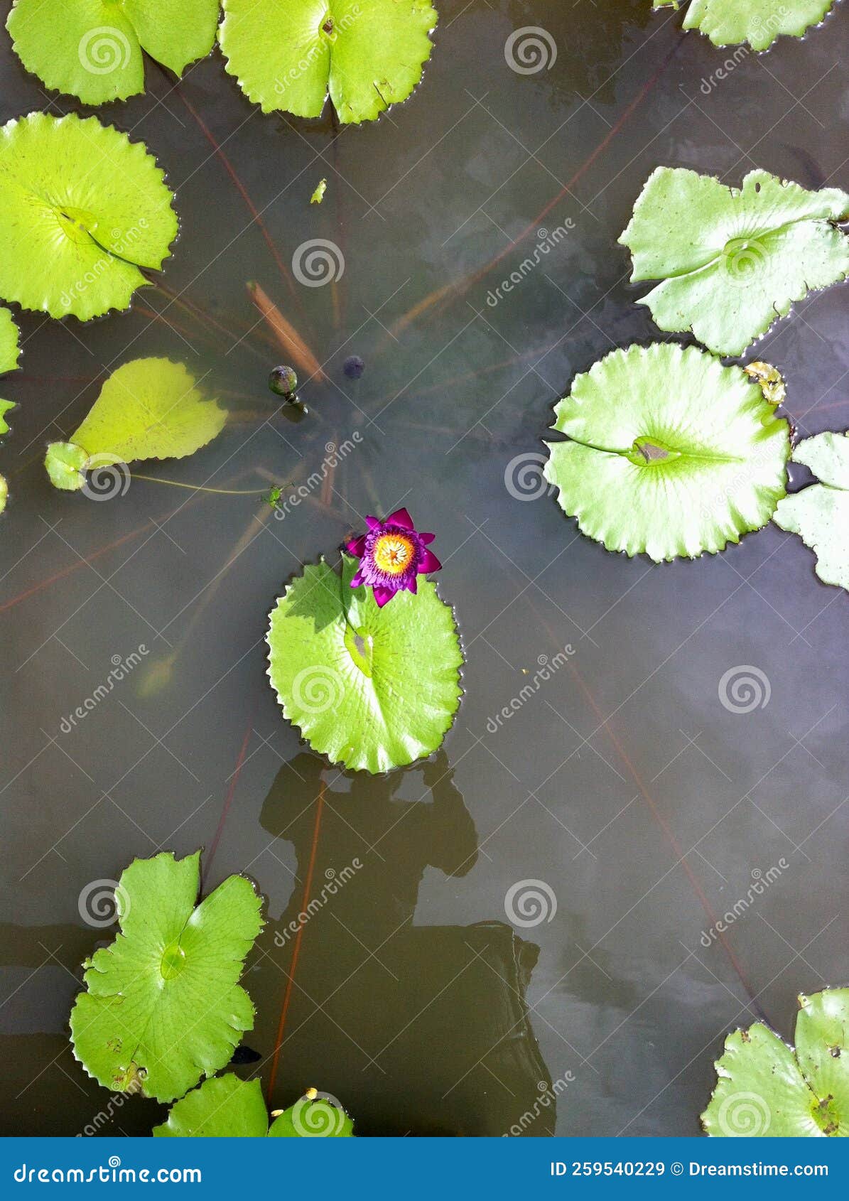Water lily stock image. Image of water, lily, green - 259540229