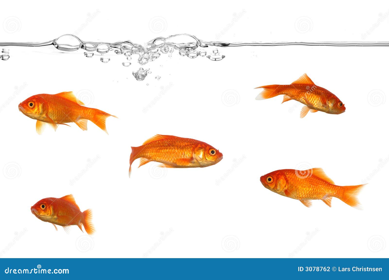 Water line and gold fish stock photo. Image of color, conceptual - 3078762