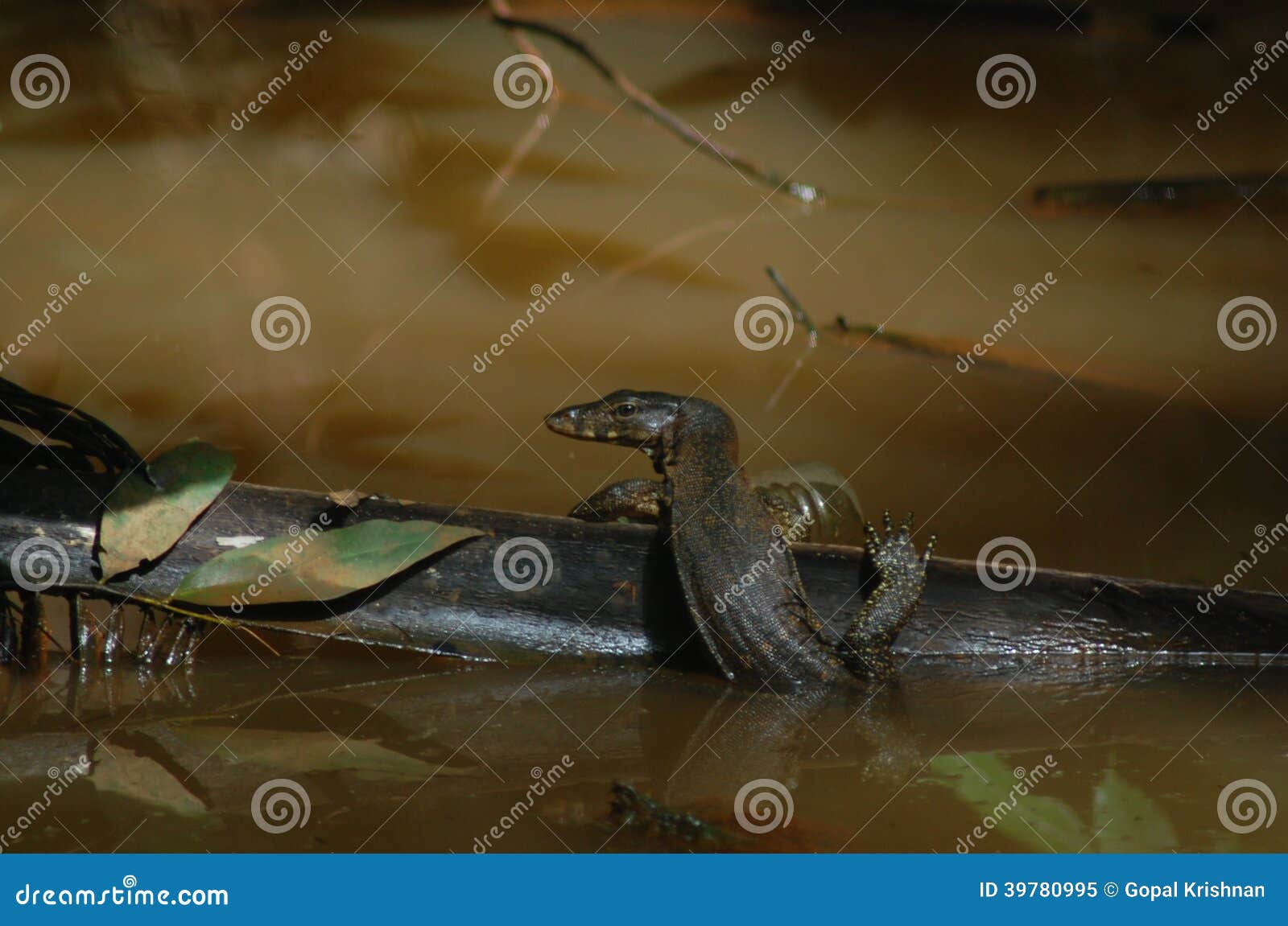 Water lizard stock image. Image of water, marsh, monster - 39780995