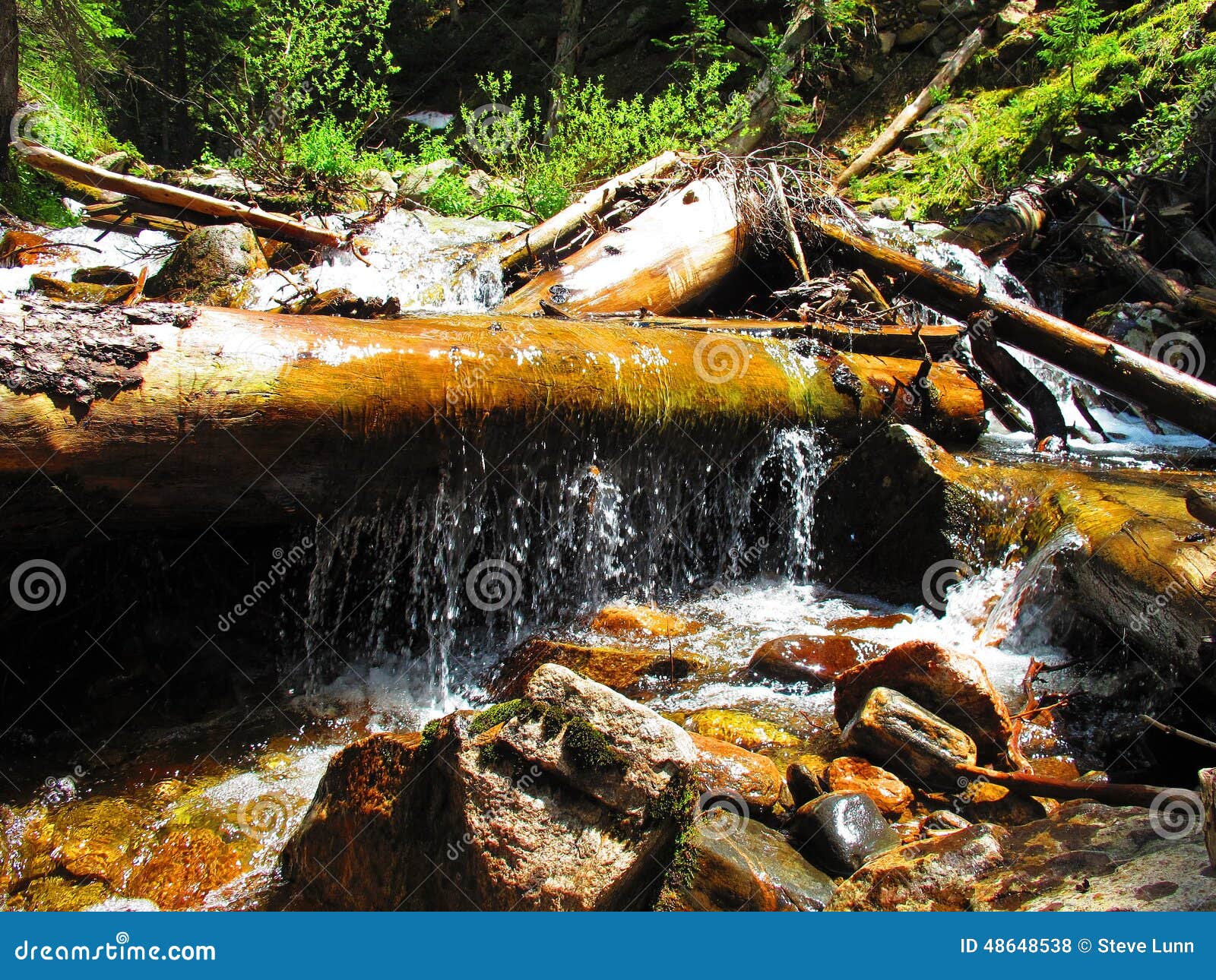 Water Log stock photo. Image of green, foliage, environmental - 48648538