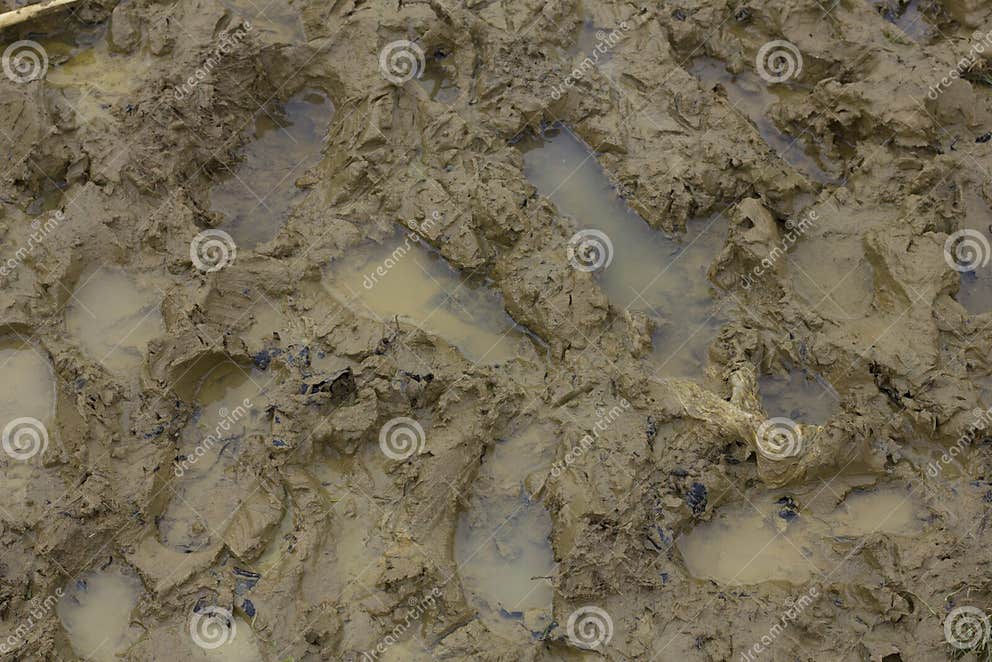 Water logged stock photo. Image of foot, waterlogged - 51330338