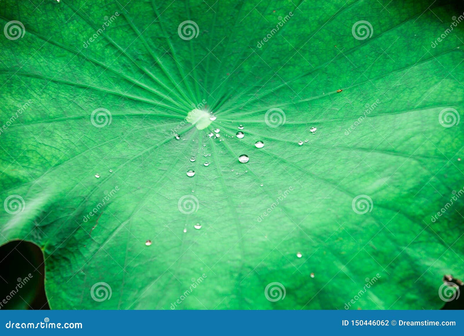 Water on lotus leaf stock photo. Image of flowers, effect - 150446062