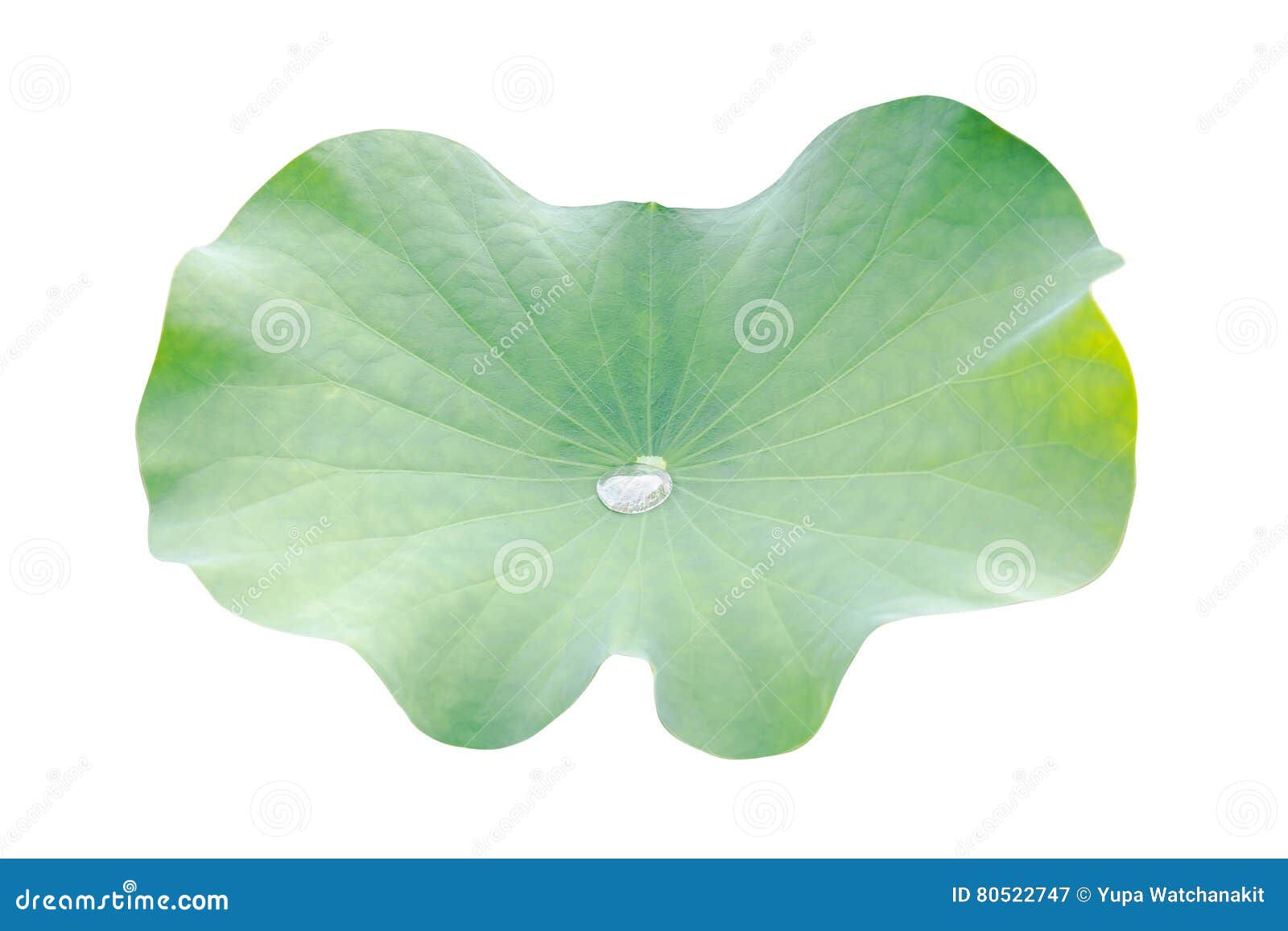 Water on lotus leaf stock image. Image of reflection - 80522747