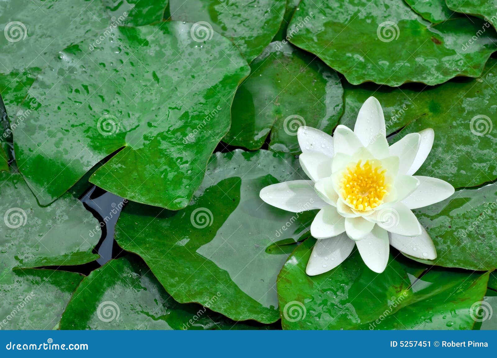 Water lotus wallpaper stock image. Image of nature, lake - 5257451