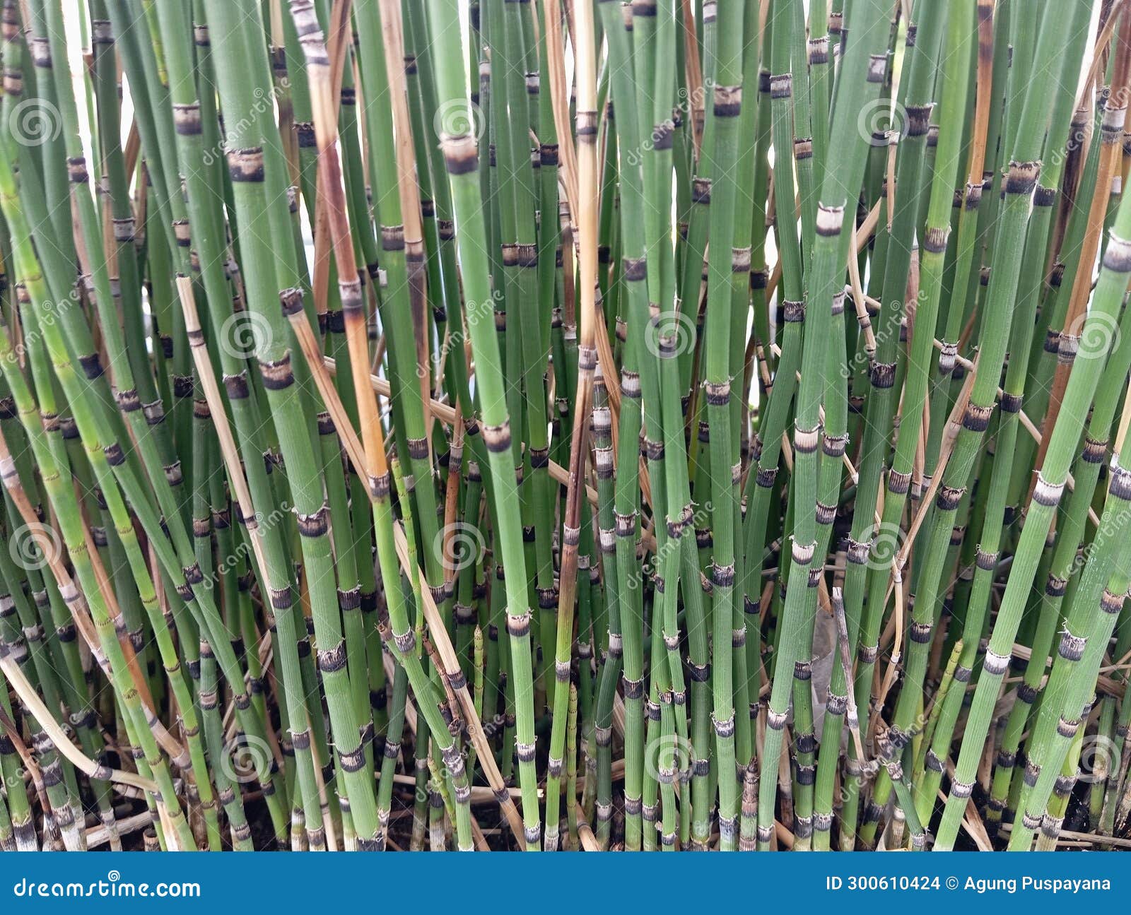 Water Lucky Bamboo Tree, Asian Bamboo Stock Photo - Image of water ...