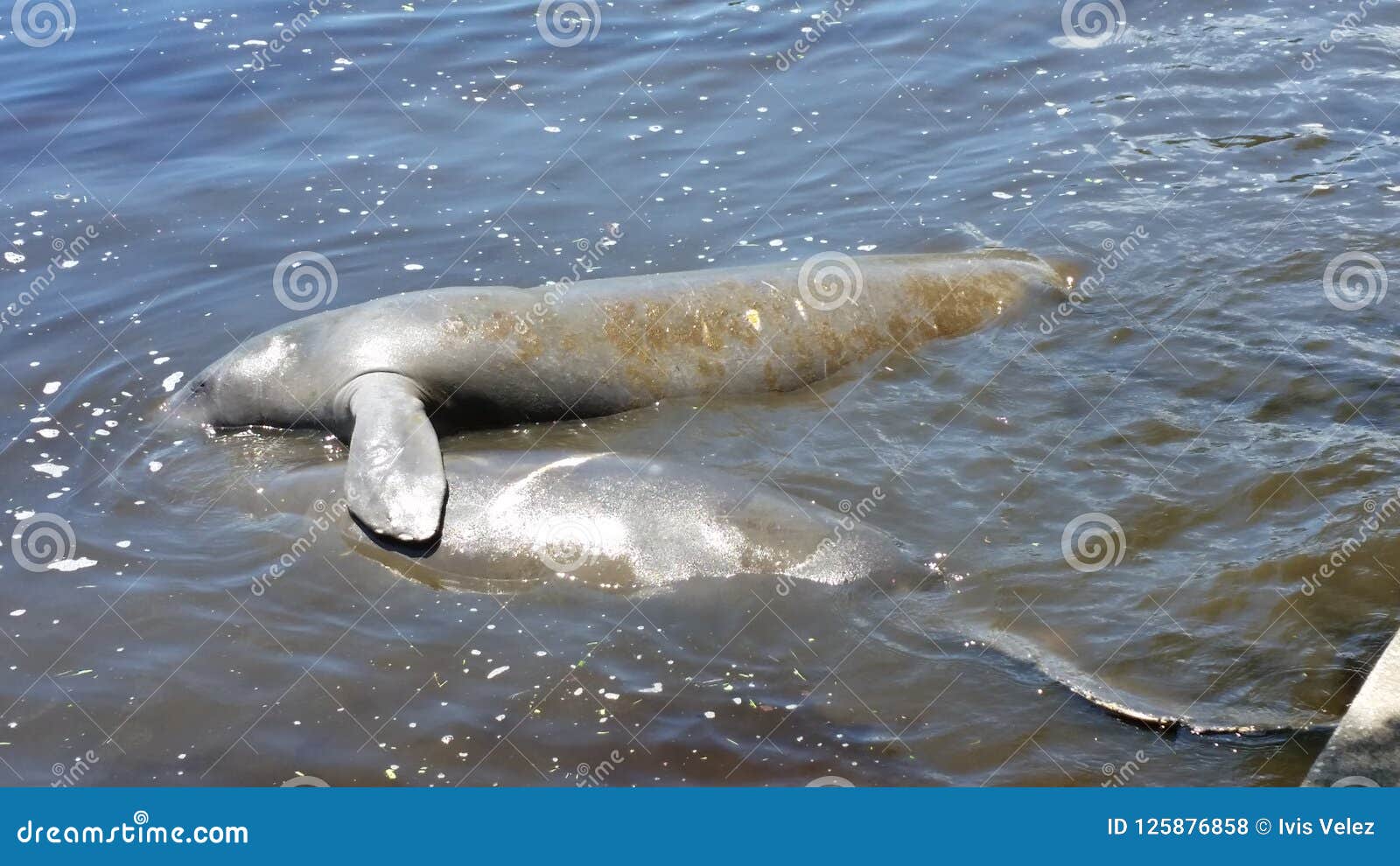 Loving manatees stock photo. Image of manatee, manatees - 125876858