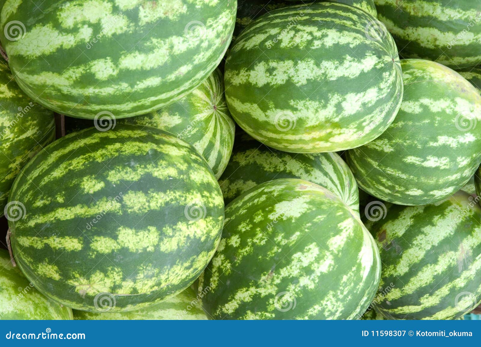 Water-melon stock image. Image of ripe, green, agronomics - 11598307