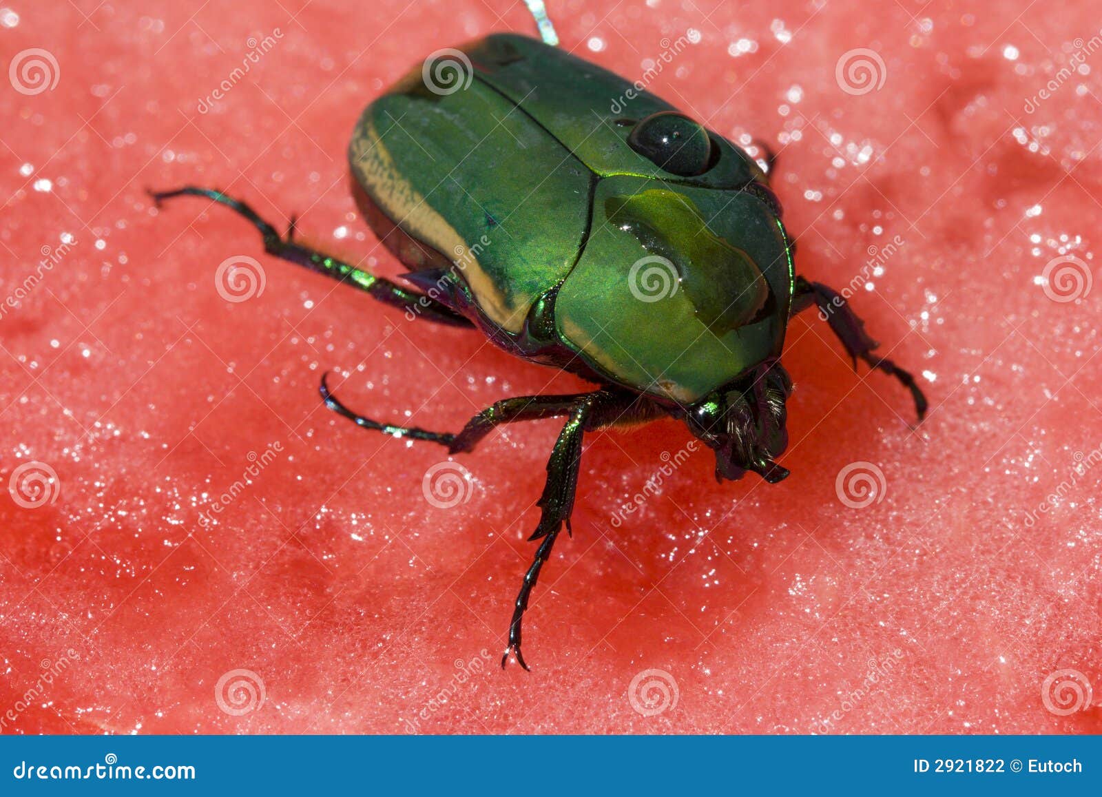 Water Melon Beetle stock photo. Image of season, beetle - 2921822