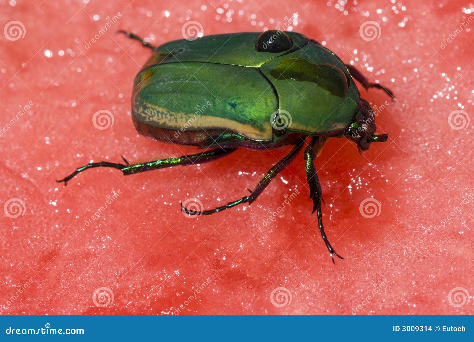 Water Melon Beetle stock photo. Image of green, grain - 3009314