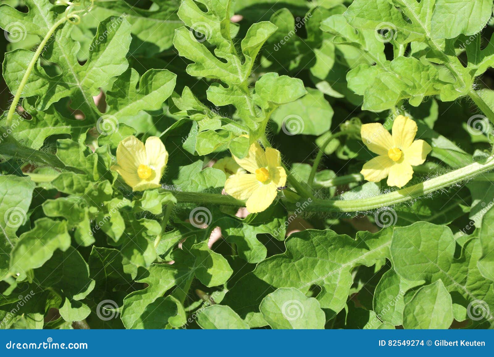 Water melon flowers stock photo. Image of garden, nature - 82549274