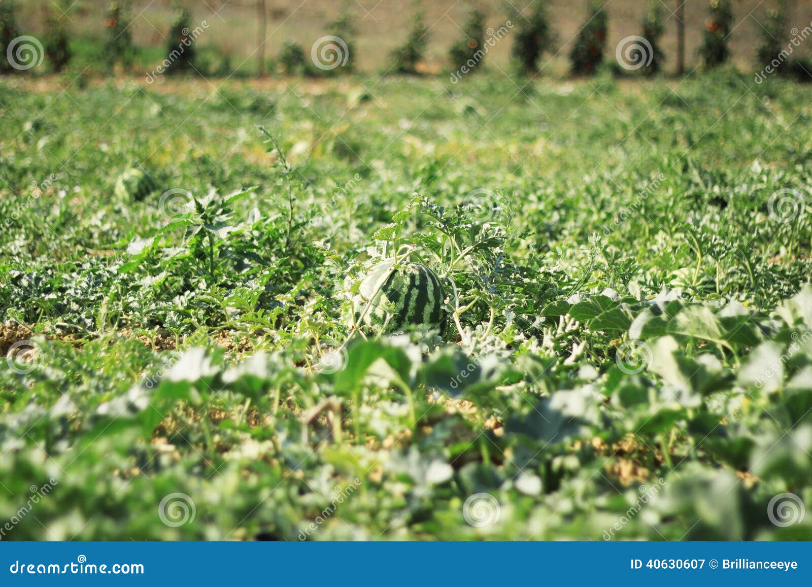 Water melon at green field stock image. Image of ground - 40630607
