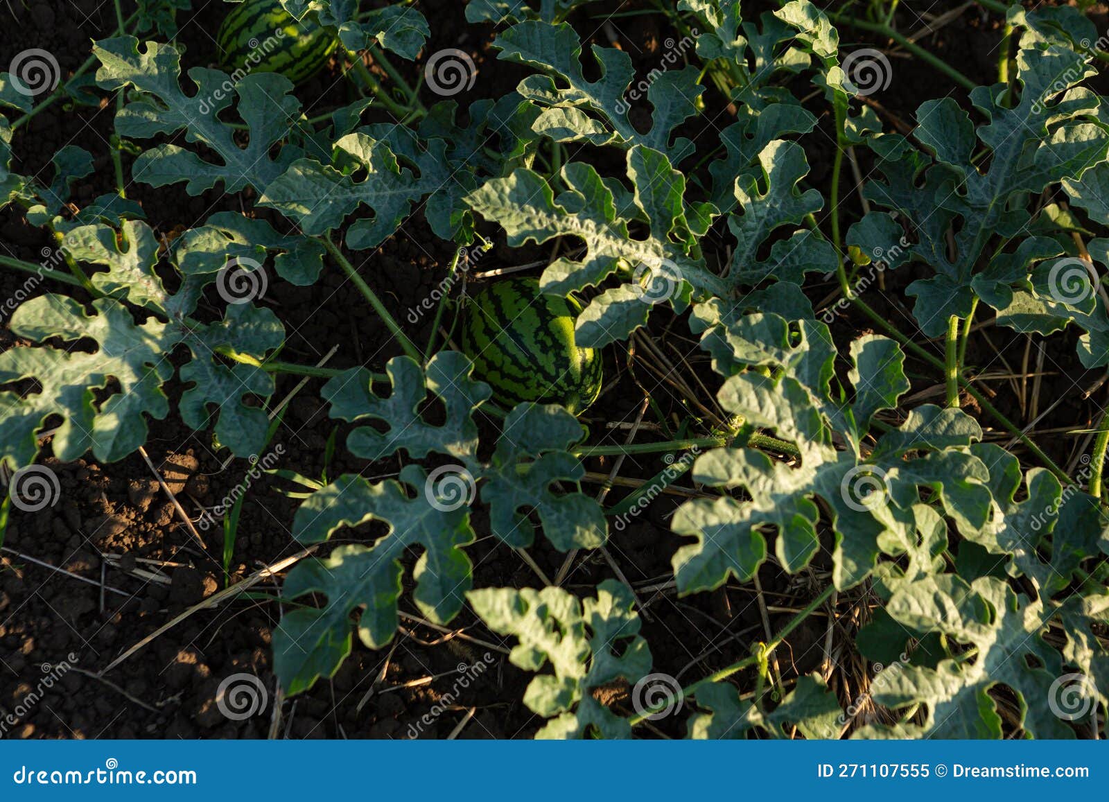 Water Melon Plant Grows in the Ground Growing Food Stock Image - Image ...