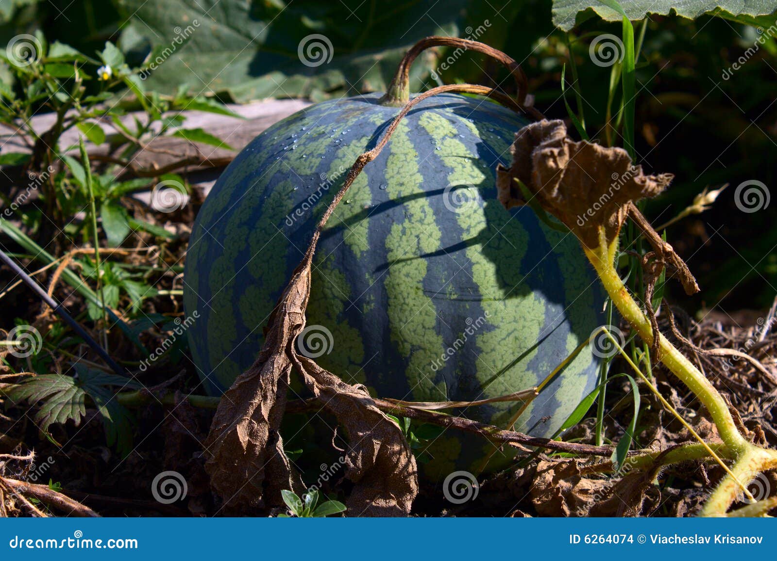 Water-melon Striped on a Melon Field Stock Photo - Image of organic ...