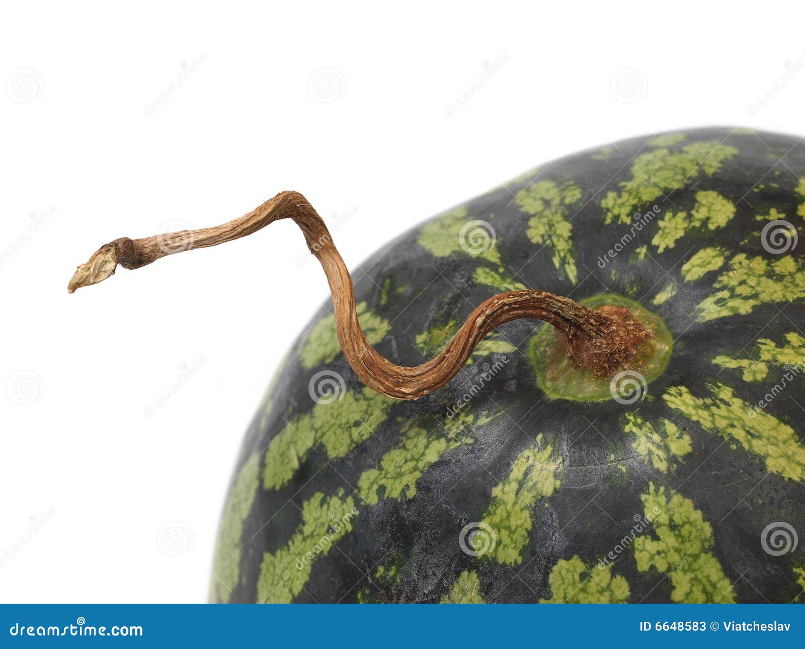 Water-melon Tendril Closeup Stock Image - Image of summer, sweet: 6648583
