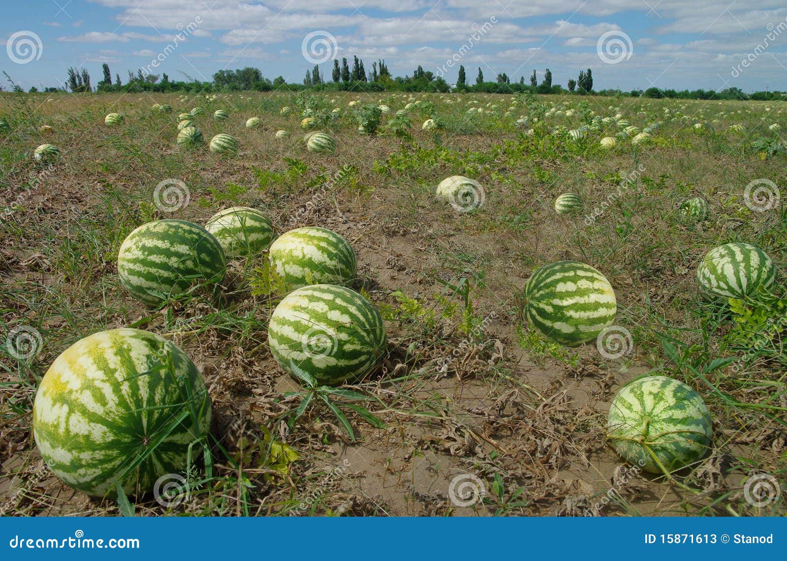 Water-melons in the field stock image. Image of green - 15871613