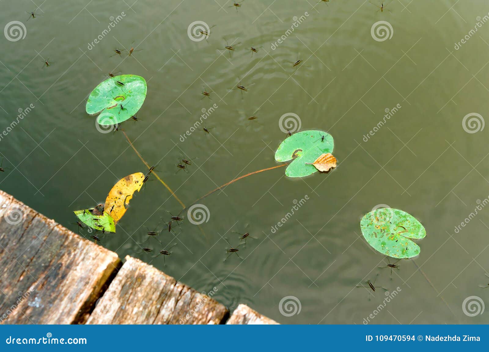 Water Meter Bed Bug, Marshland, Reflection of Trees in the Pond, a ...