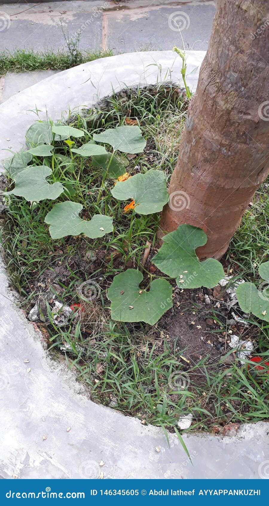 Water Milon Stock Photos - Free & Royalty-Free Stock Photos from Dreamstime