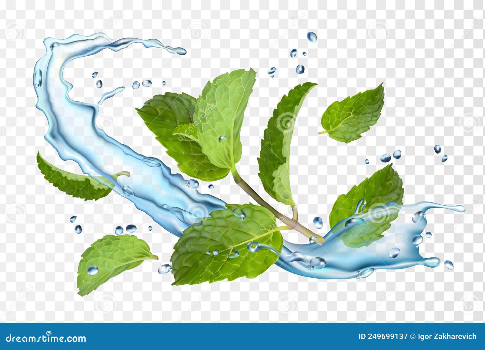Water and Mint. Isolated Vector Stock Illustration - Illustration of ...