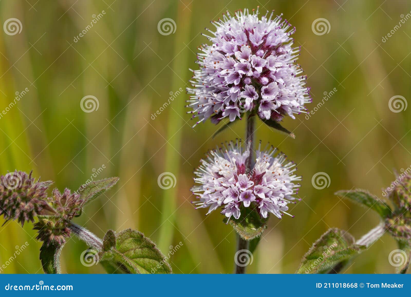 Water mint mentha aquatica stock photo. Image of growth - 211018668