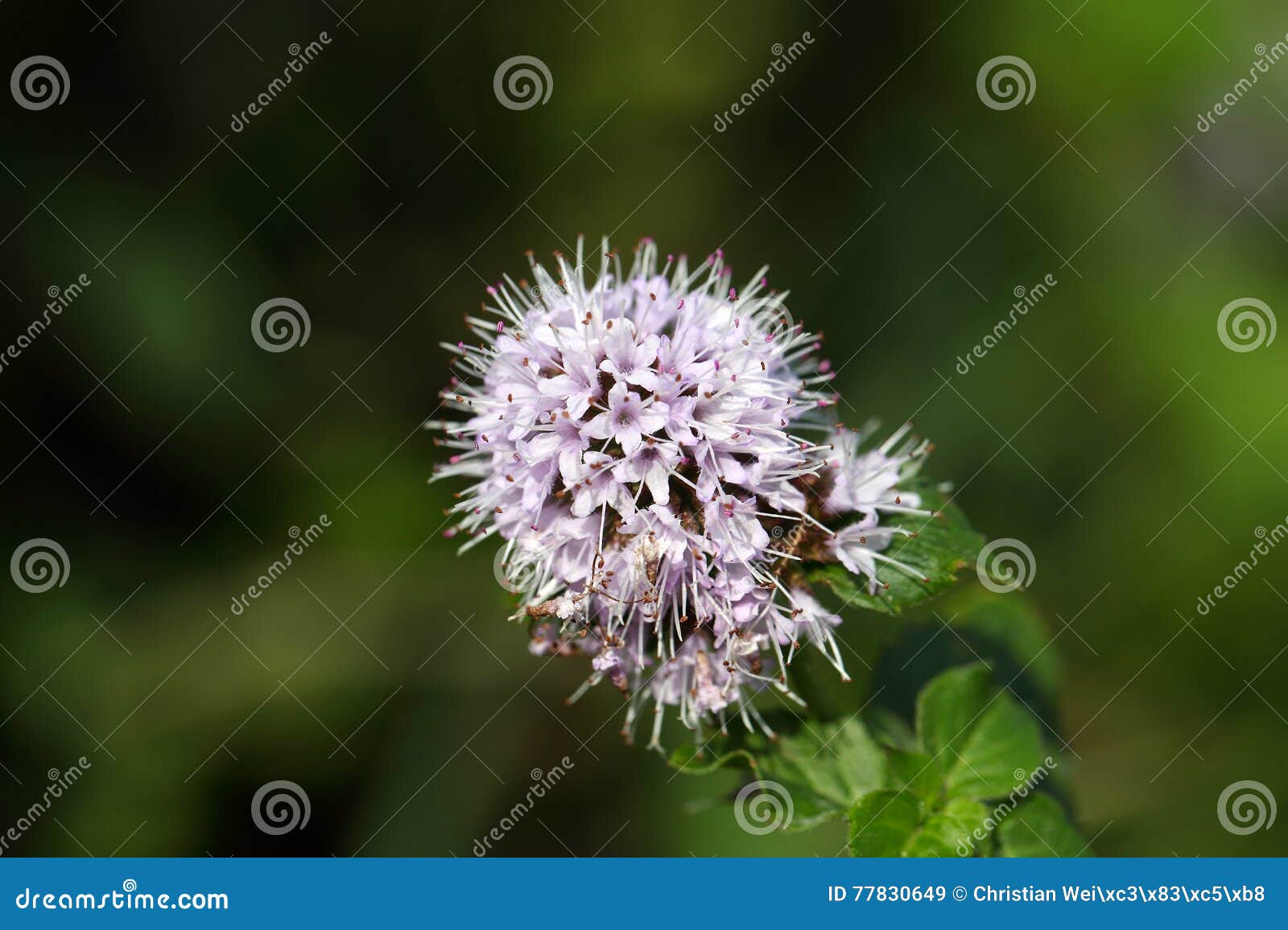 Water Mint (Mentha Aquatica) Stock Image - Image of field, species ...