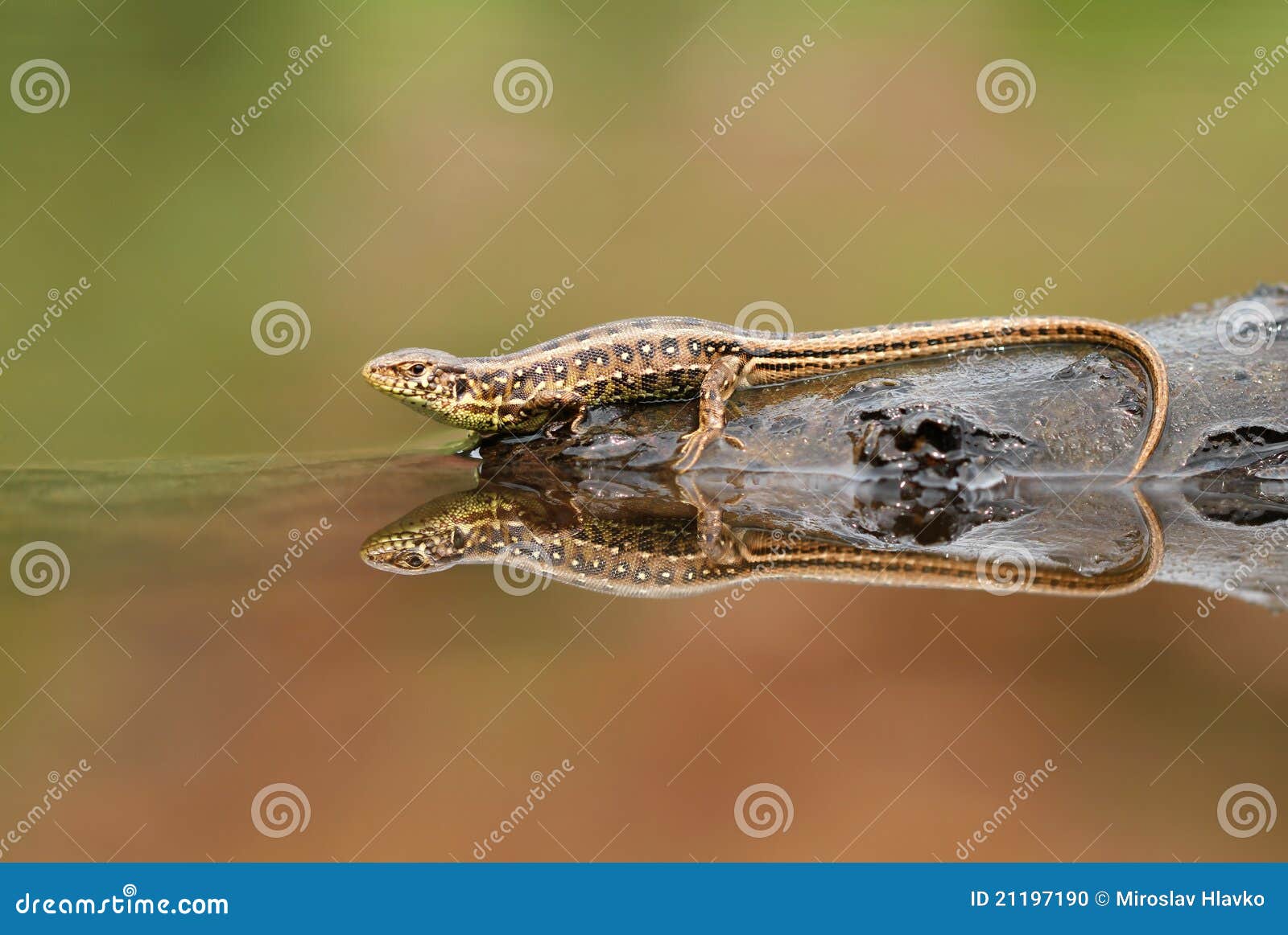 In water mirror stock photo. Image of mirror, water, natural - 21197190