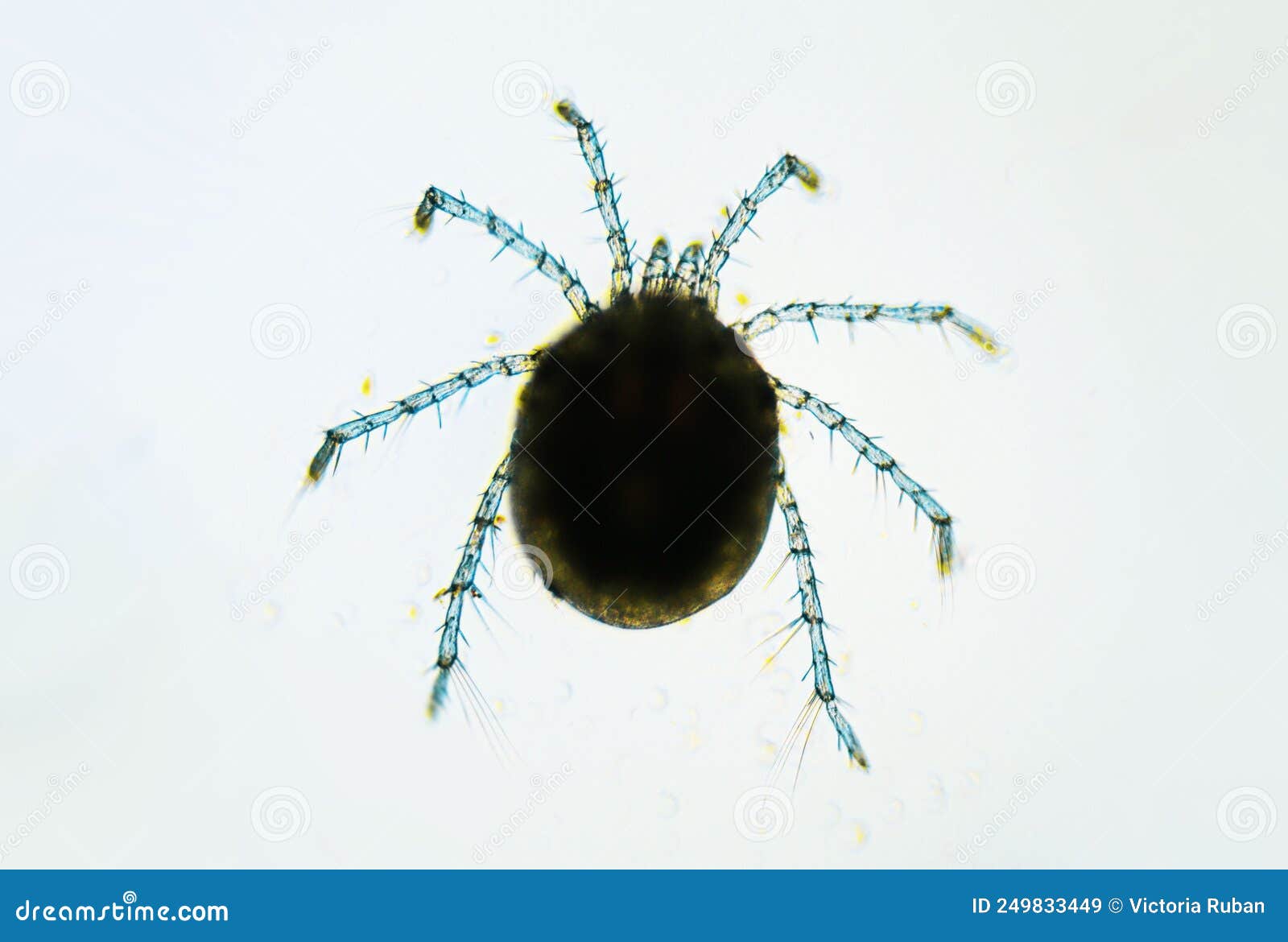 Water mite Hydrachnidia stock image. Image of microscope - 249833449