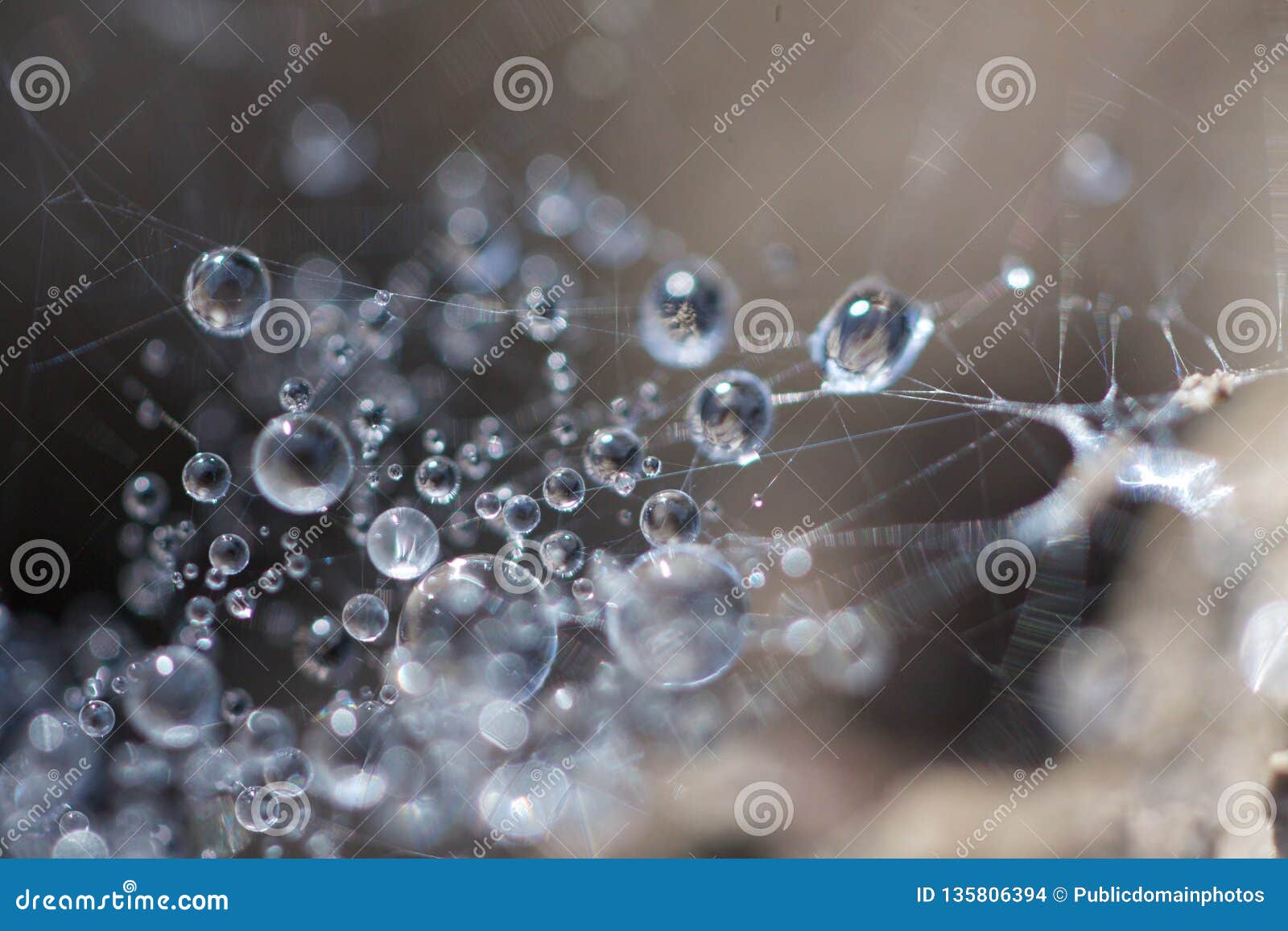 Water, Moisture, Dew, Macro Photography Picture. Image: 135806394